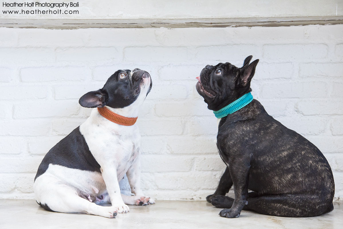 Heather Holt Photography Bali: Vagabond Dogs Luxury Accessories