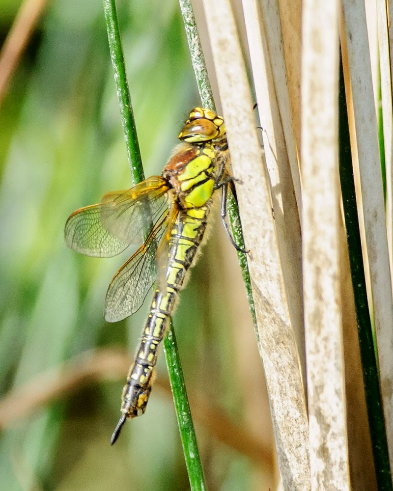 Phil Bishops Birding Blog Hairy Dragonfly Phil Bishops Birding Blog Hairy Dragonfly
