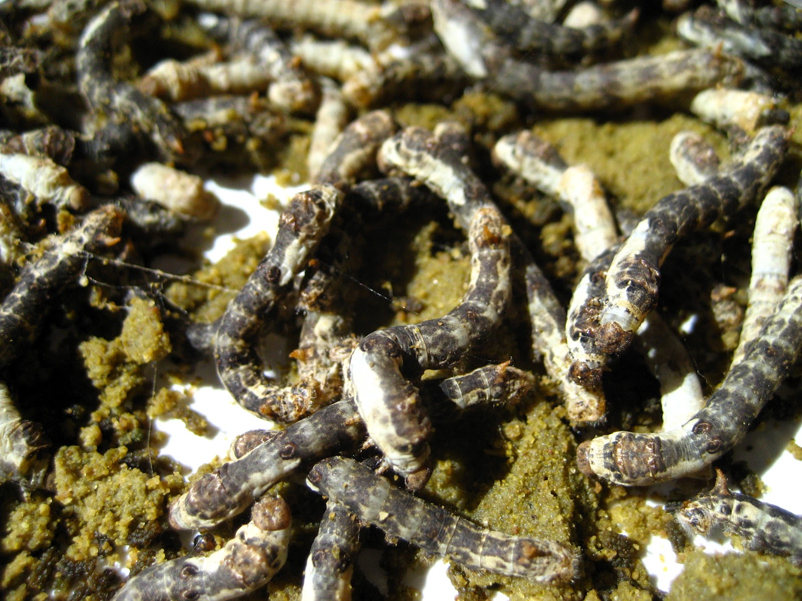 Banco Genético de Bombyx mori en Valencia (España): Comida artificial