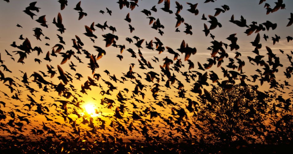 The Mystery of Bird Suicide in Jatinga, Assam, India - Geography for You