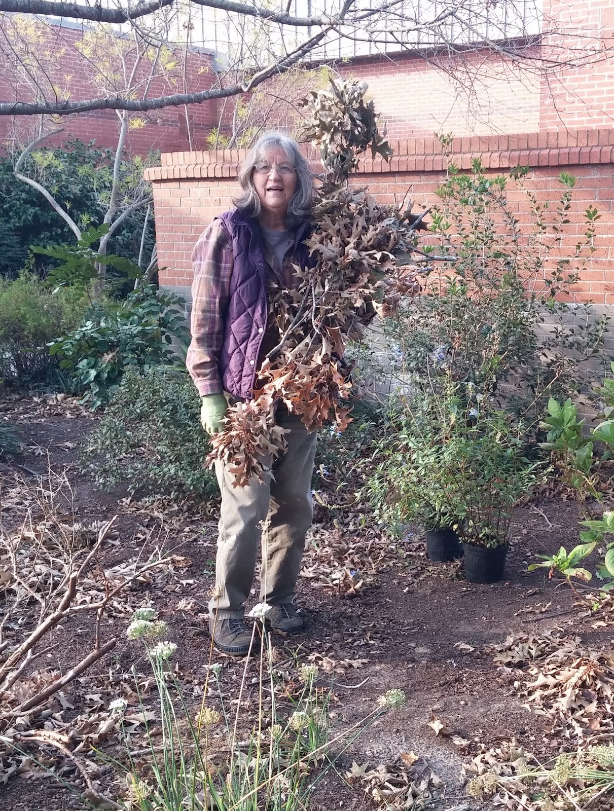 Welcome to the Pitt County Arboretum: FALL WORKDAY