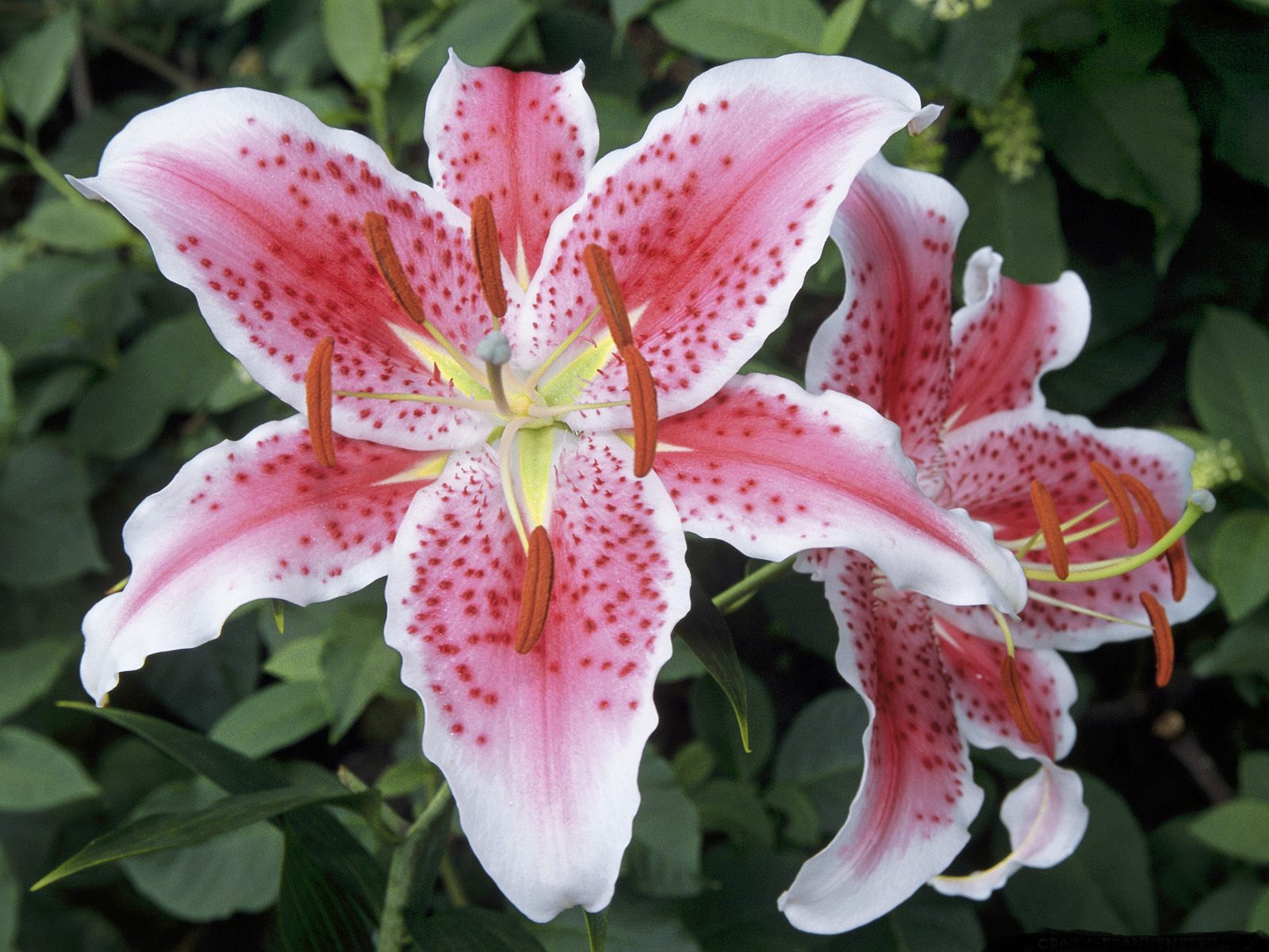 lily Flowers | Beautiful Flowers Wallpapers