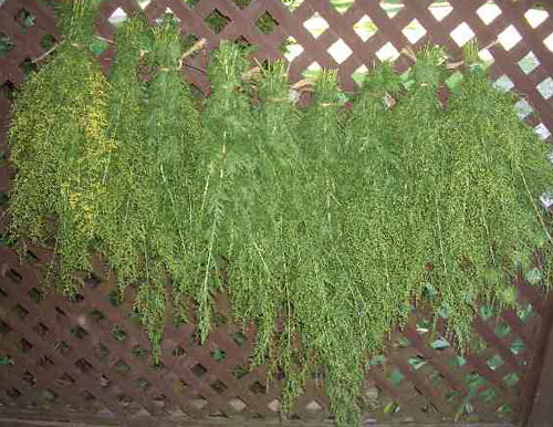 Olde Crow Primitives: SWEET ANNIE