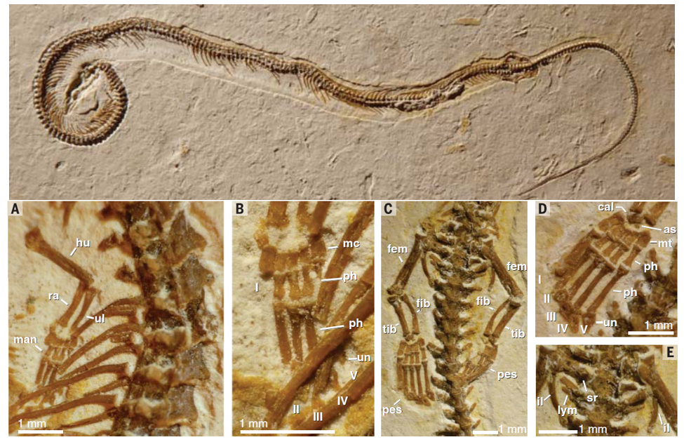 Palaeos, la historia de la Vida en la Tierra: enero 2016