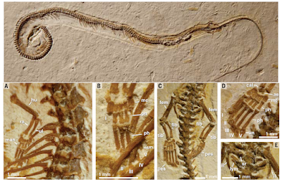 Palaeos, la historia de la Vida en la Tierra: enero 2016