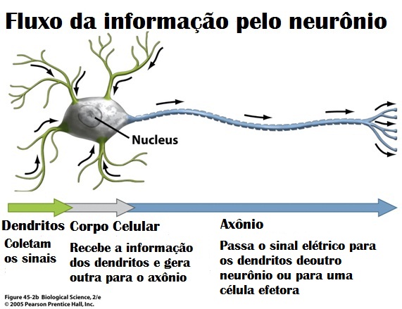 Neurotransmissores, Drogas e Doenças Mentais: Sistema nervoso ...