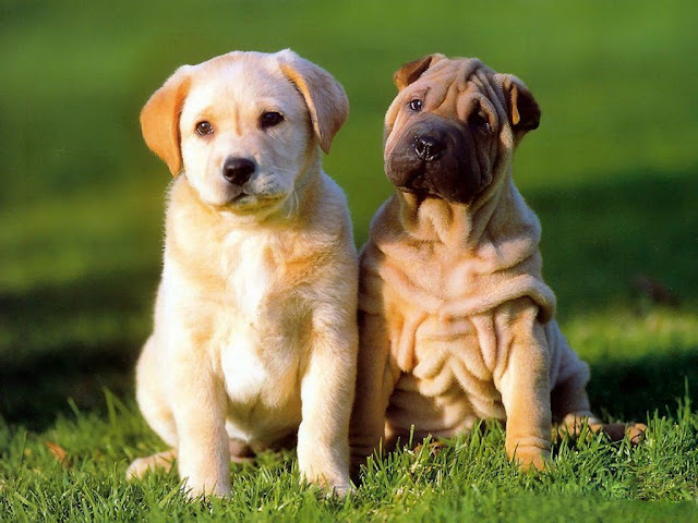 animales domesticos: LOS PERROS