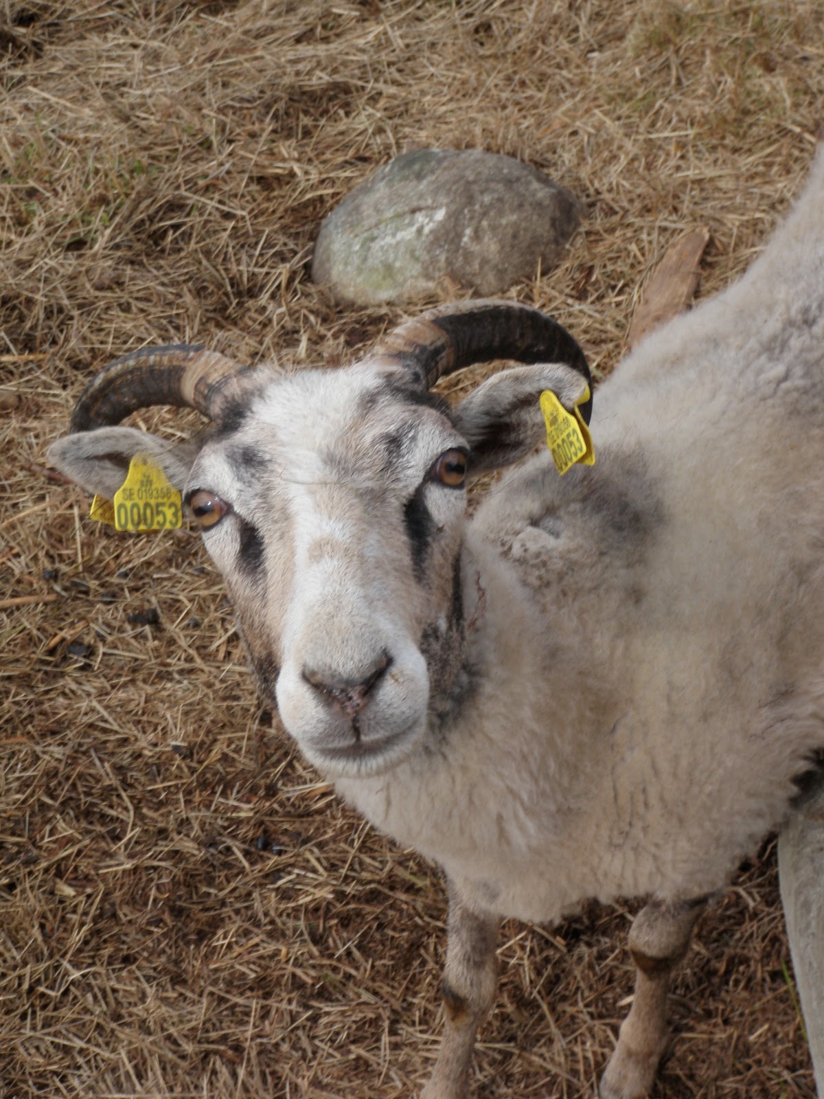 Lykkesau - Om sau, ull og livskvalitet: Sauegalleri