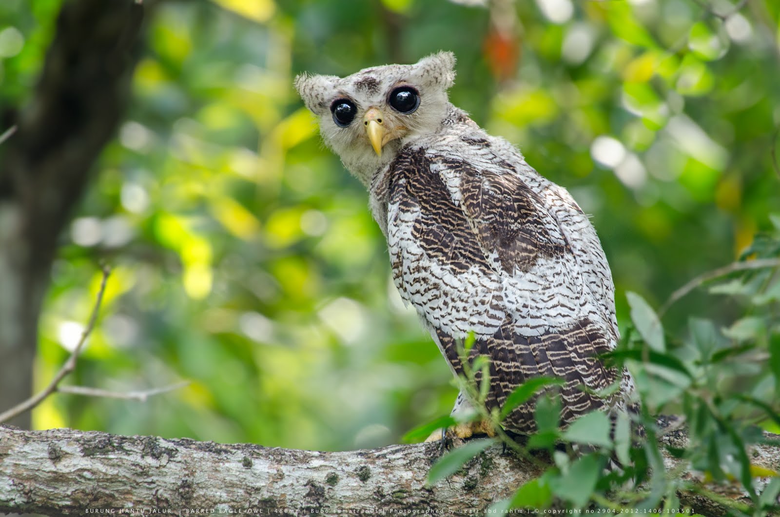 B u r u n g K e l i l i n g R u m a h .....: Burung Hantu Jalur (Barred ...