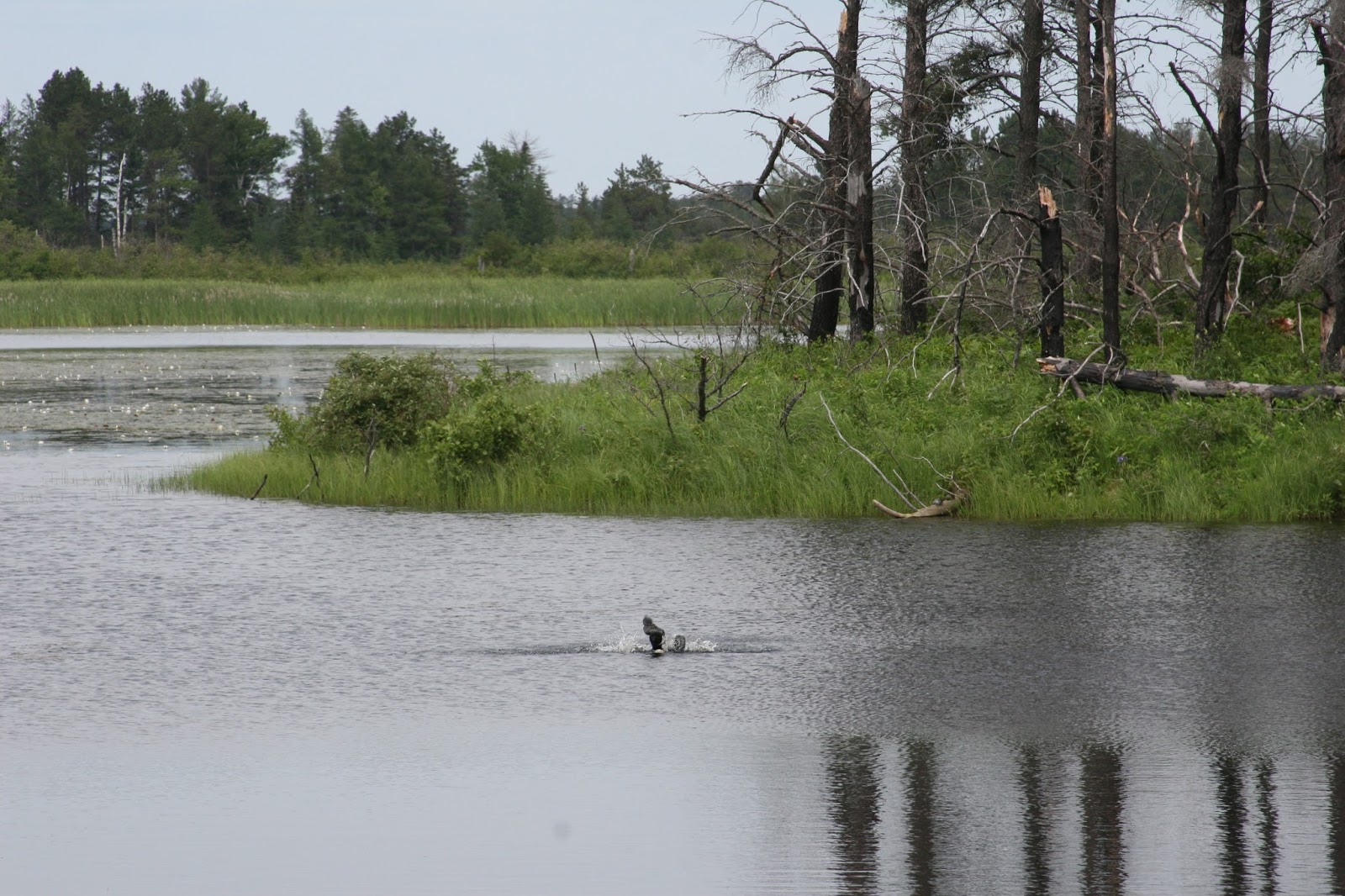 Isabella Conservation District Environmental Education Program: August 2013