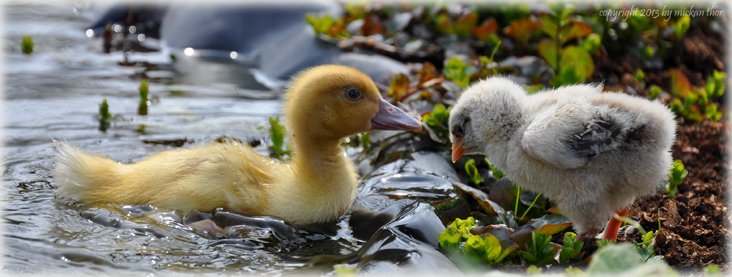 NJUTBART BLÄDDER: Anki är död - räven vann...