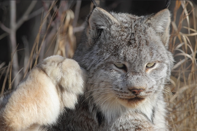 White Wolf : Canadian Lynx And Their Amazing Big Paws (14 Pics)