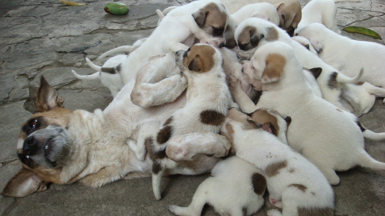 http://commons.wikimedia.org/wiki/File:My_dogs.JPG
