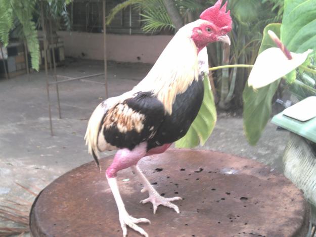 GALLOS DE PELEAS: diciembre 2011