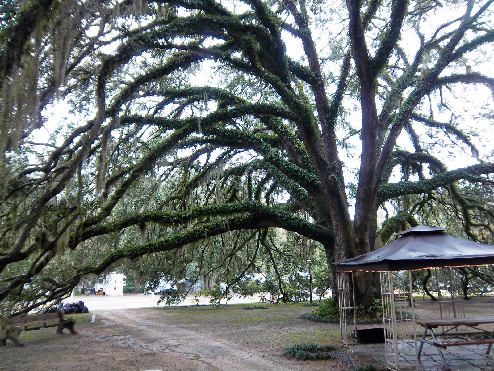 TanksPanky: FTJ, Entry 53: Old Cars and Big Oaks