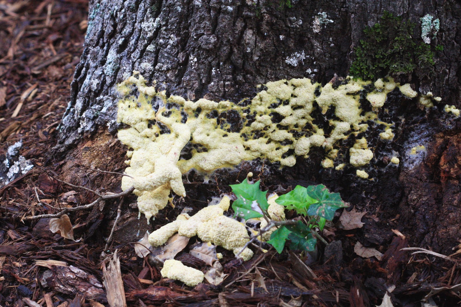 Knit, Click, & Stir: Boogie-woogie flu