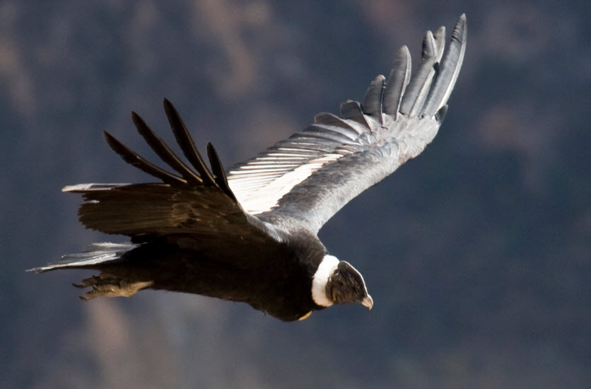 Andean Condor | The Biggest Animals Kingdom