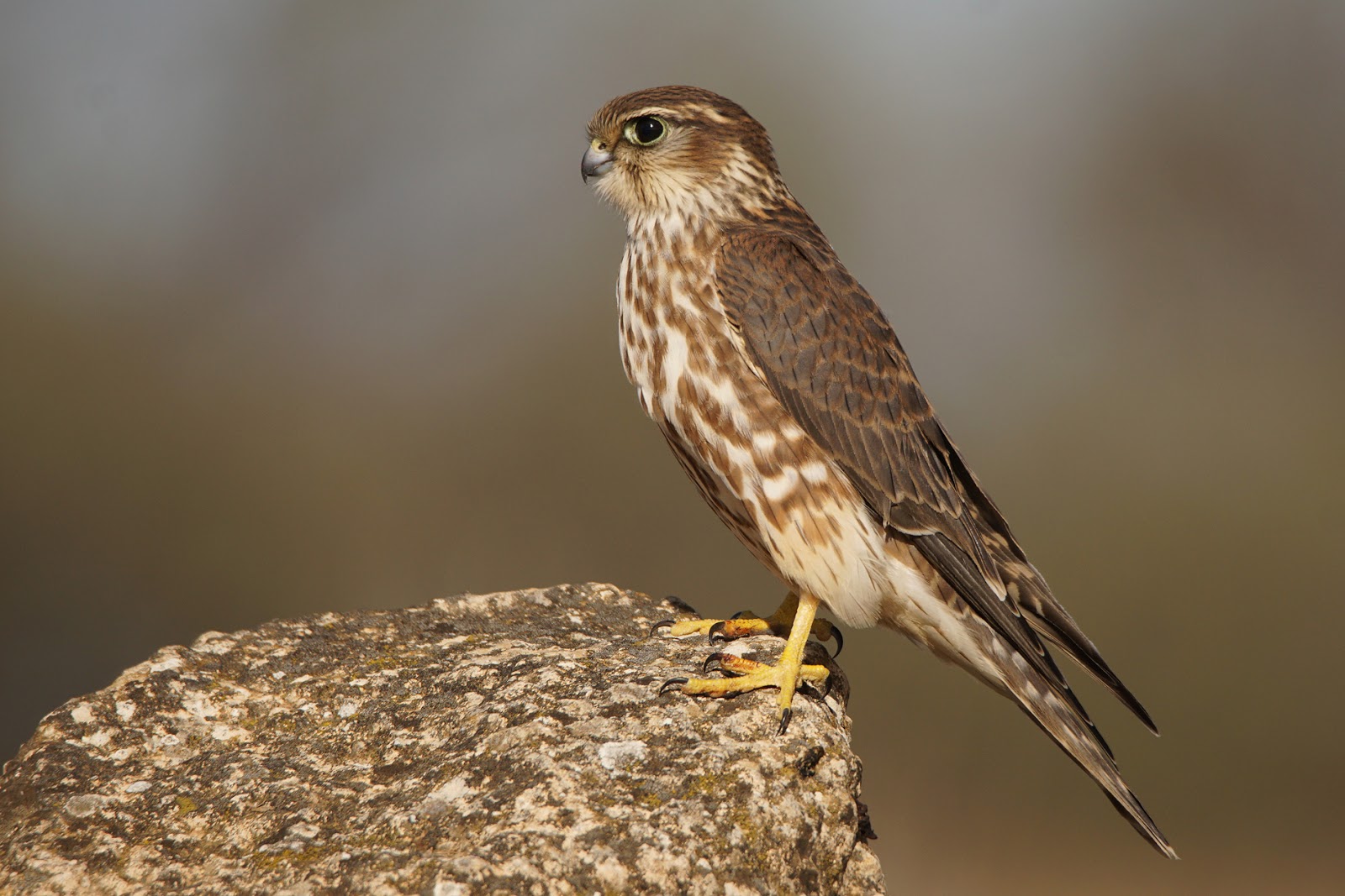 Pasión por las aves: Esmerejón,(Falco columbarius)