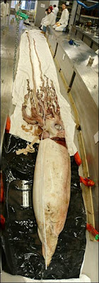 Ber - In - Tips: Cumi-Cumi Raksasa Dipamerkan di Museum London