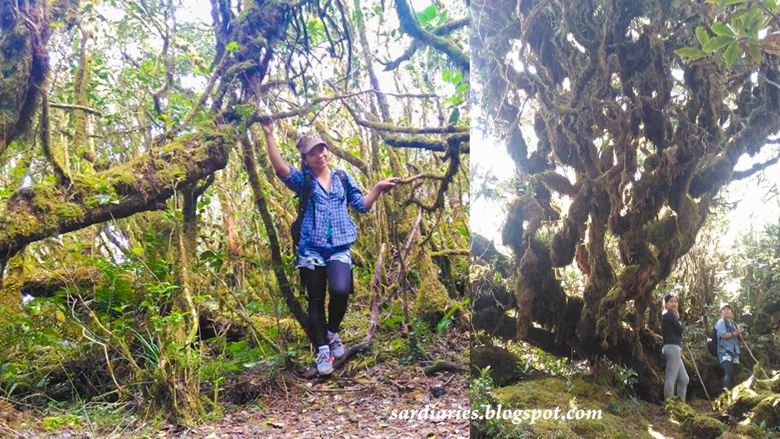 sardiaries: DIY Hike to Mt. Napulawan