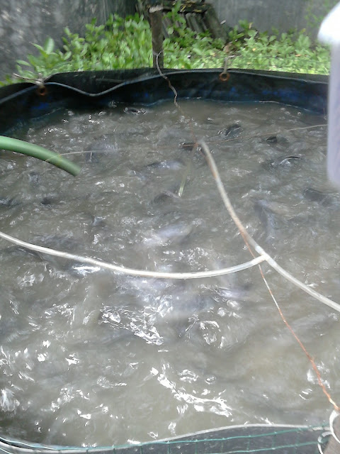 cara budidaya lele bioflok, lele bioflok 1000/m3, ternak lele di kolam ...
