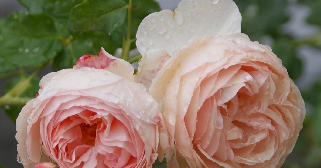 Organic Garden Dreams: April Roses