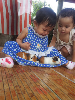 FAIZ FARM: Tikus Belanda