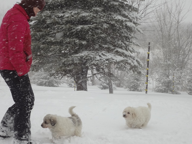 Housman Farms: Fun in the Snow With Pyrenees Puppies