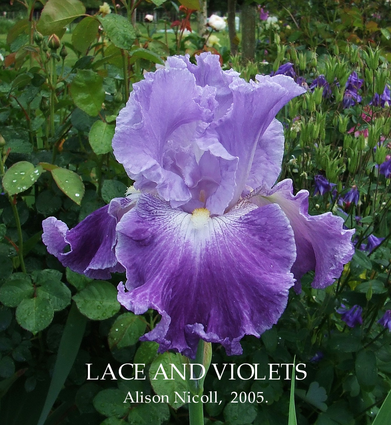 New Zealand Tall Bearded Iris LACE AND VIOLETS ~ HERITAGE IRISES