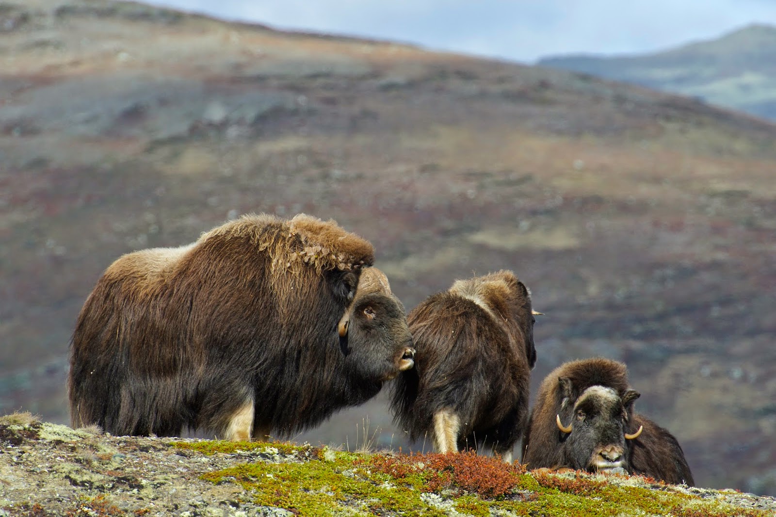 Naturfoto Einar Hugnes: Moskus i familieflokker og enslige okser
