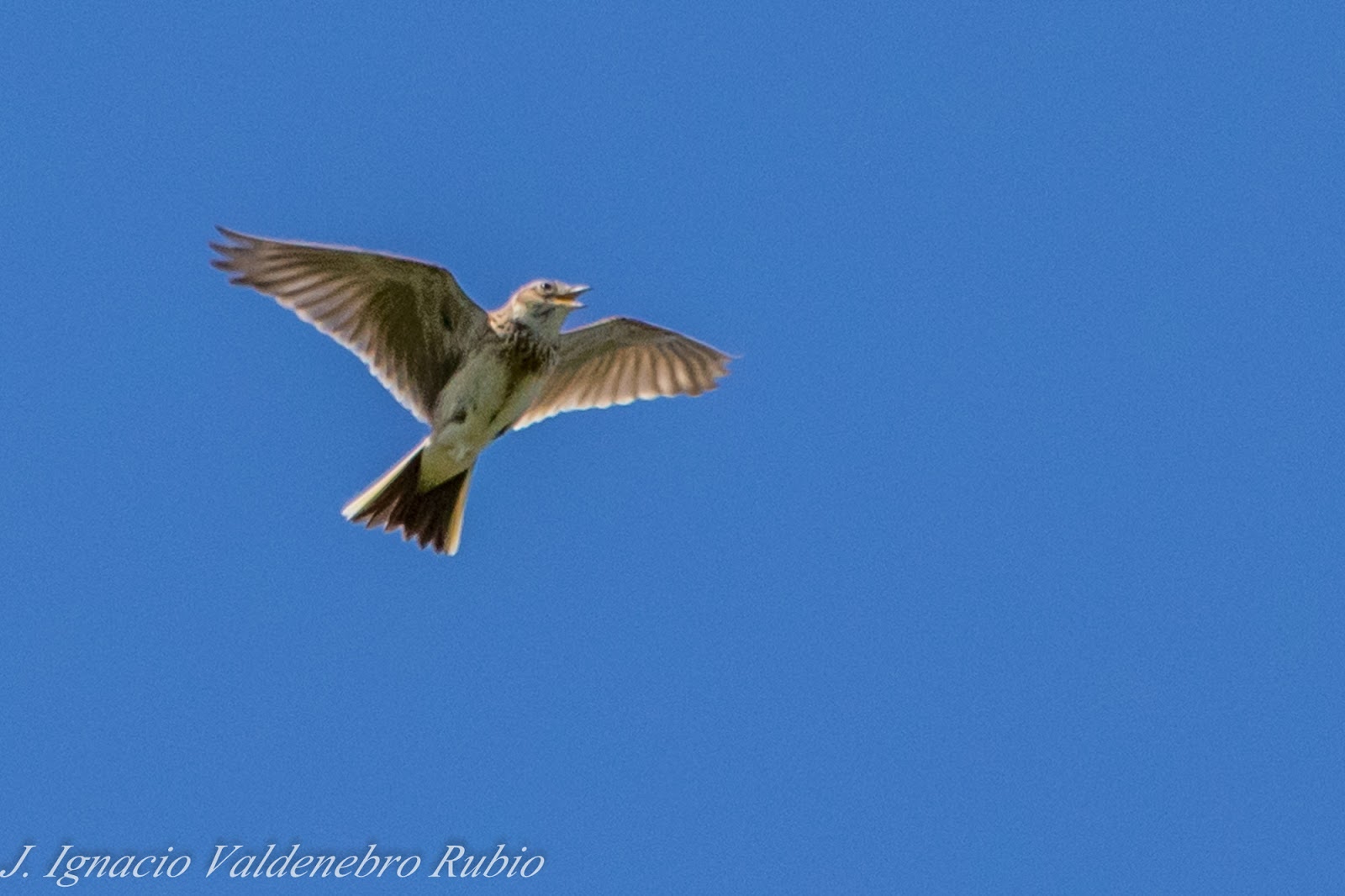 DocNatureBlog: El ave que no para de cantar en sus increíbles ascensos ...