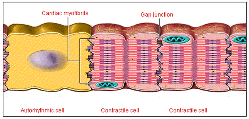 Electrocardiograma: Introducción