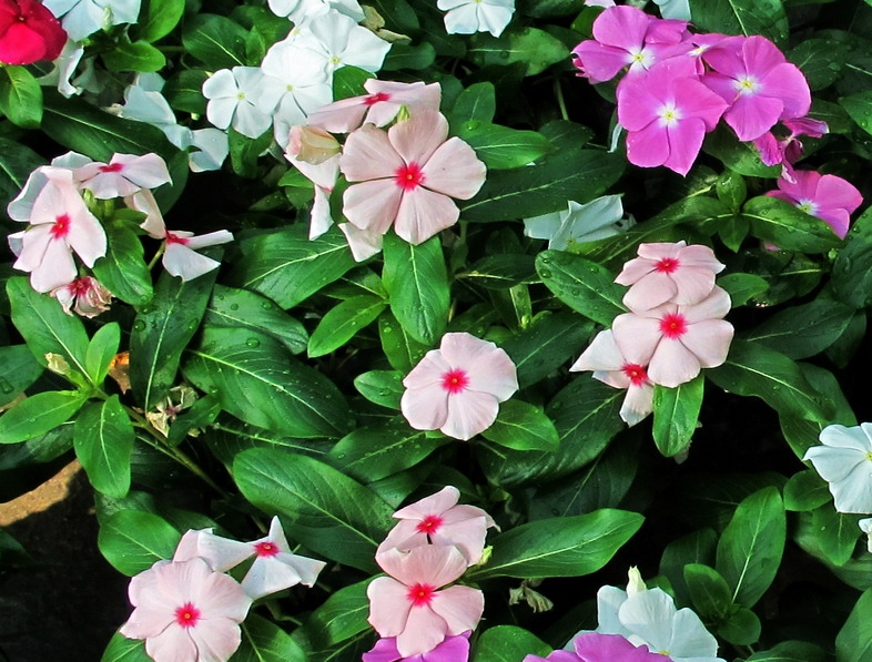 Plantas y flores: Catharanthus roseus