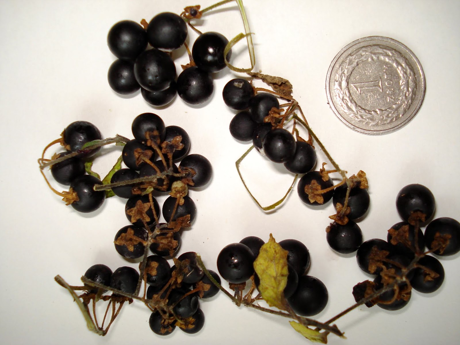 Scirpidiella's Plants: Rare “Black Nightshades” (Solanum sect. Solanum)