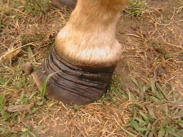 Good Horsekeeping: The hoof is the mirror to the health of your horse