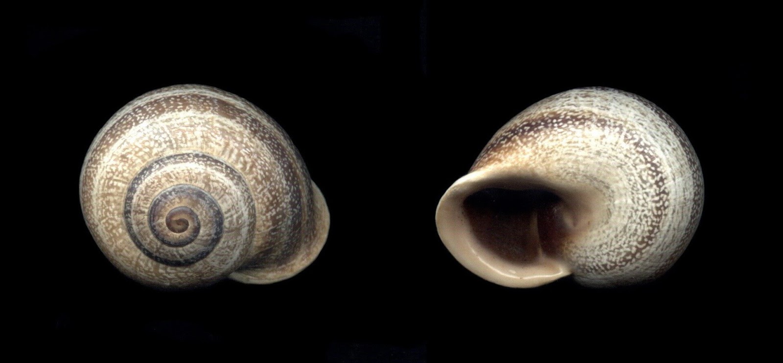 Moluscos terrestres de Argentina