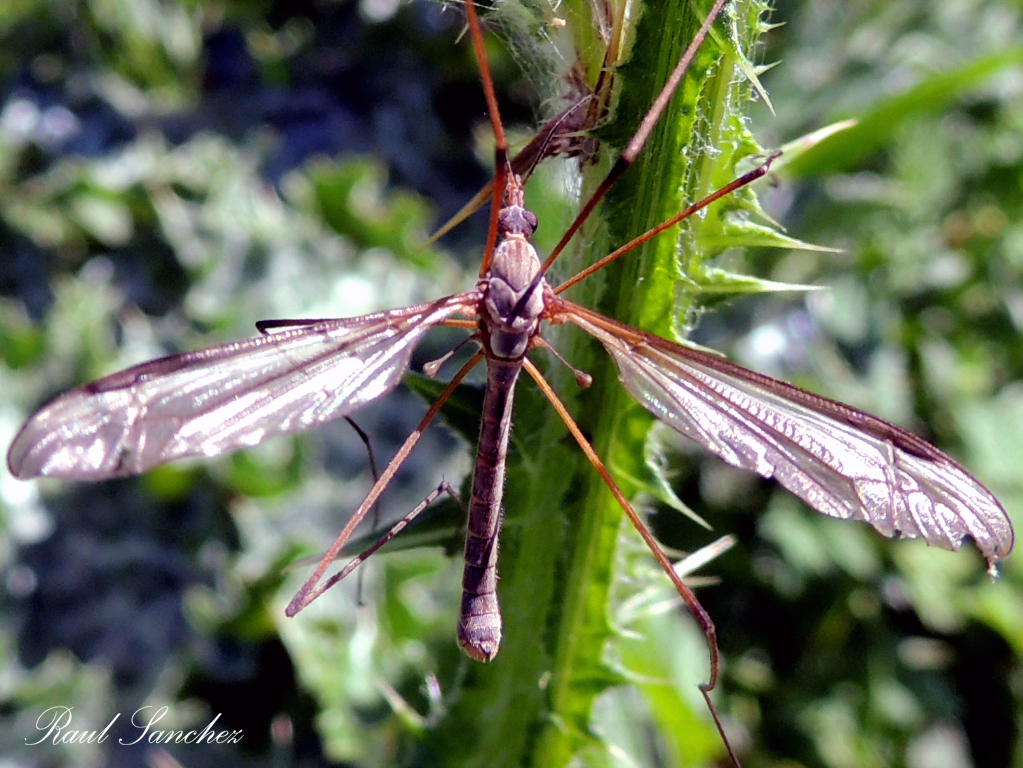 Naturaleza Viva : Mosquito Comun ( o zancudo )