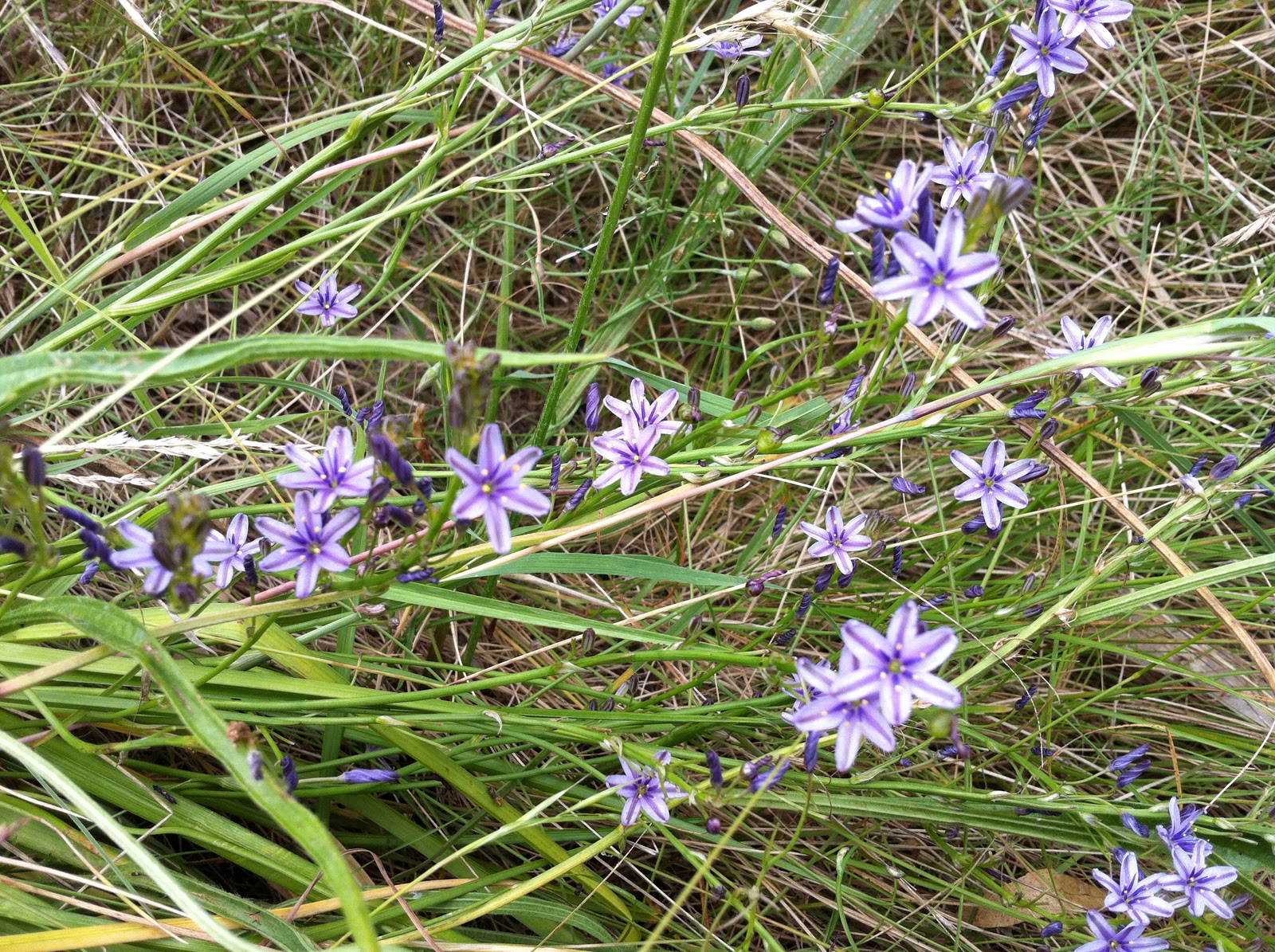 Plant Nerd School for Plant Nerds: Blue Grass-lily - Caesia calliantha ...