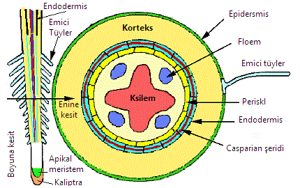 bir Zamanlar Silme şarkıcı tek çenekli bitki kökü kuşatma Onayla Mecburiyet