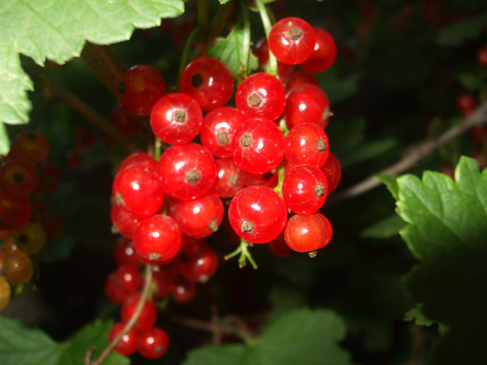 dulceața de acasă: Despre coacaze - energizante naturale