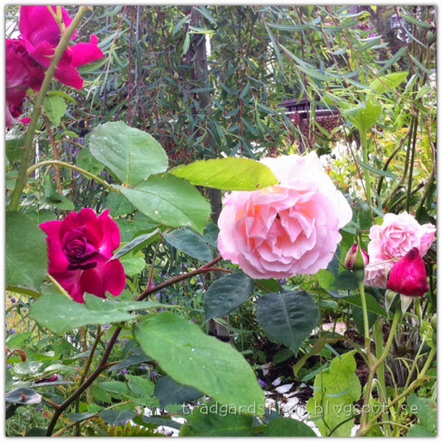 Här o nu...: Just roses ...