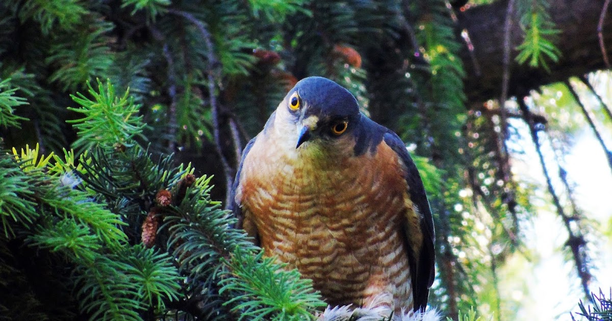 PASARI DIN ROMANIA: ULIU PASARAR (1), Accipiter nisus