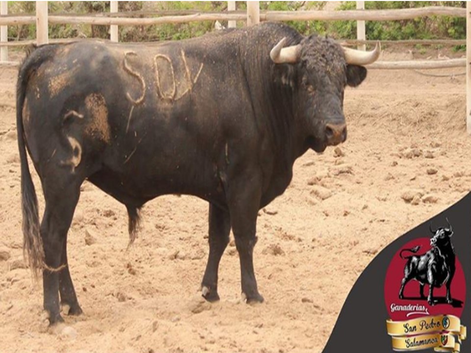 PANORAMA TAURINO DEL PERÚ: LOS TOROS DE SAN PEDRO PARA PARIAMARCA – CANTA