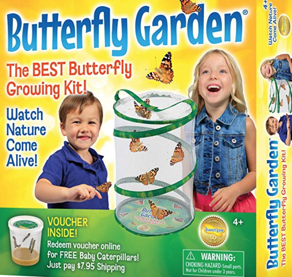 1st Grade Hip Hip Hooray!: Let's Explore Insects