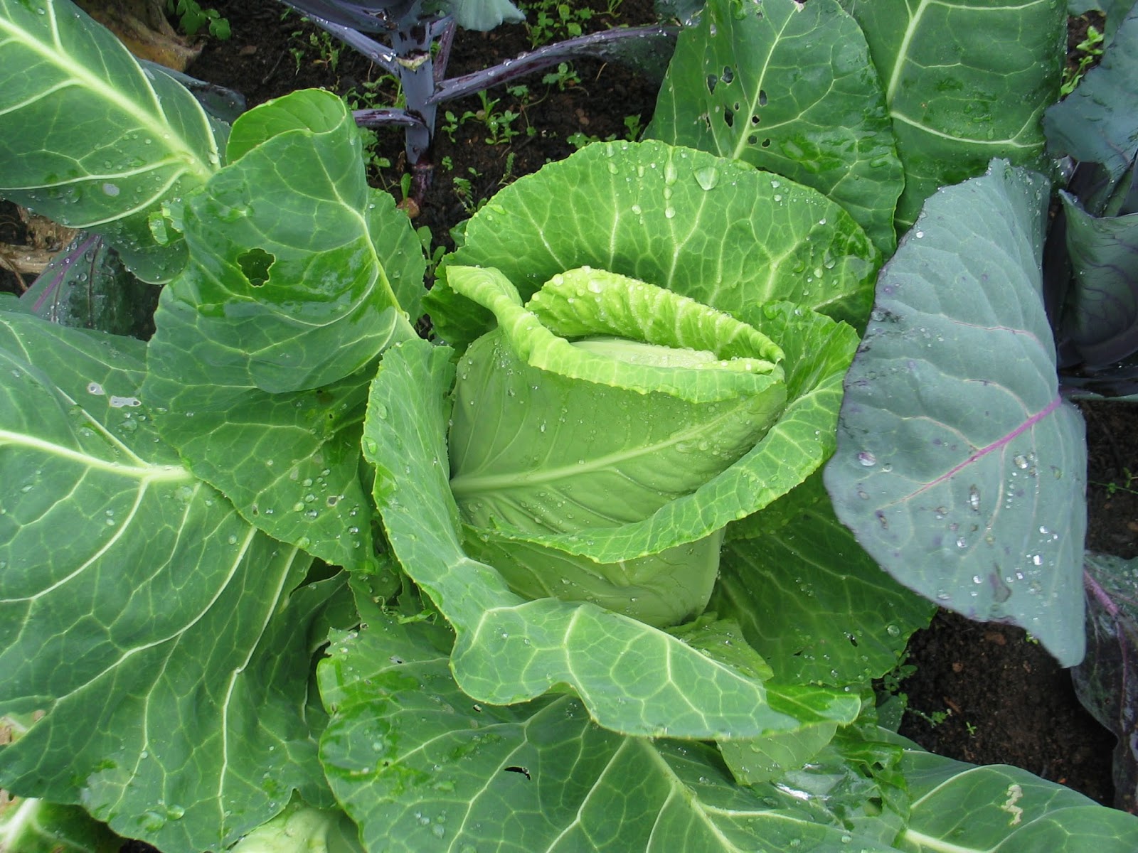 Hestel Tellus - Compost Boerderij Portugal: Zaden en soorten... Kool.