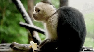 PORTAFOLIO MARILYN AZOFEIFA " TURISMO EN COSTA RICA": GIF !!! CARAS DE ...