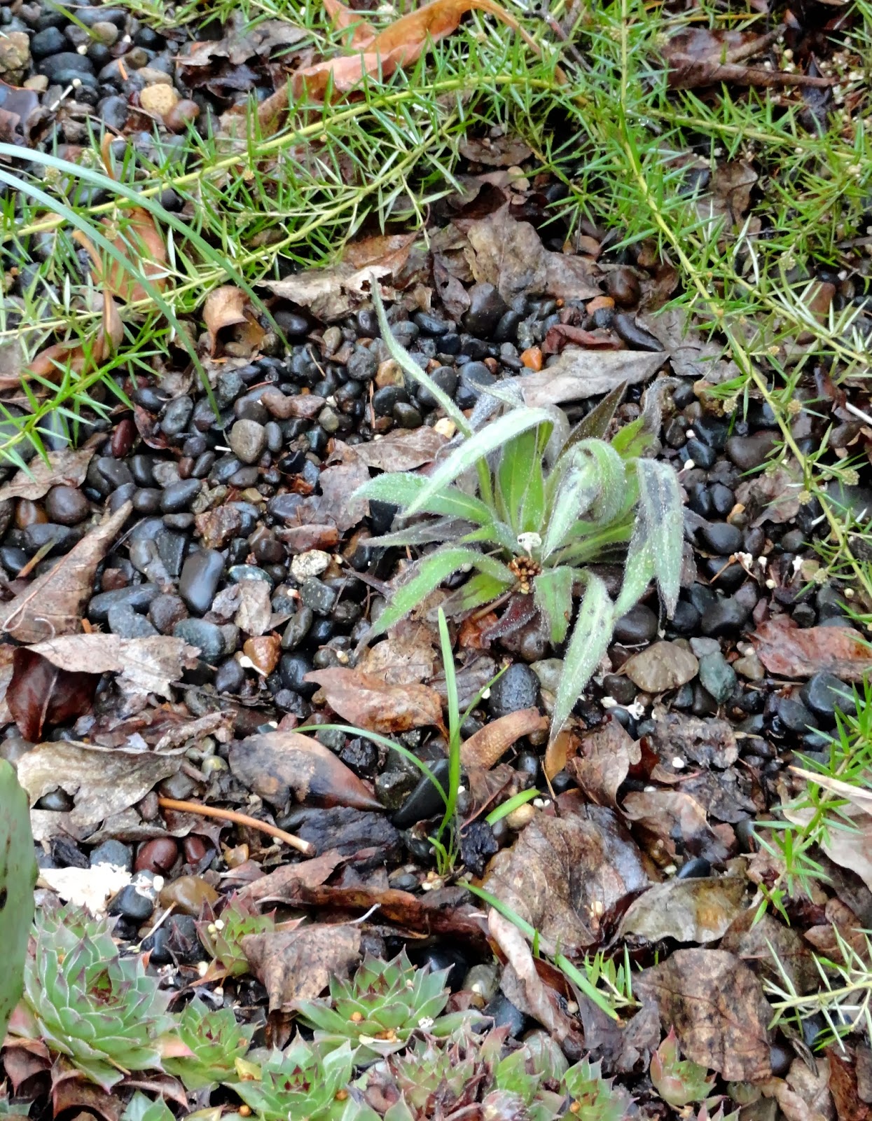 danger garden: Foliage Follow-up; after the freeze…