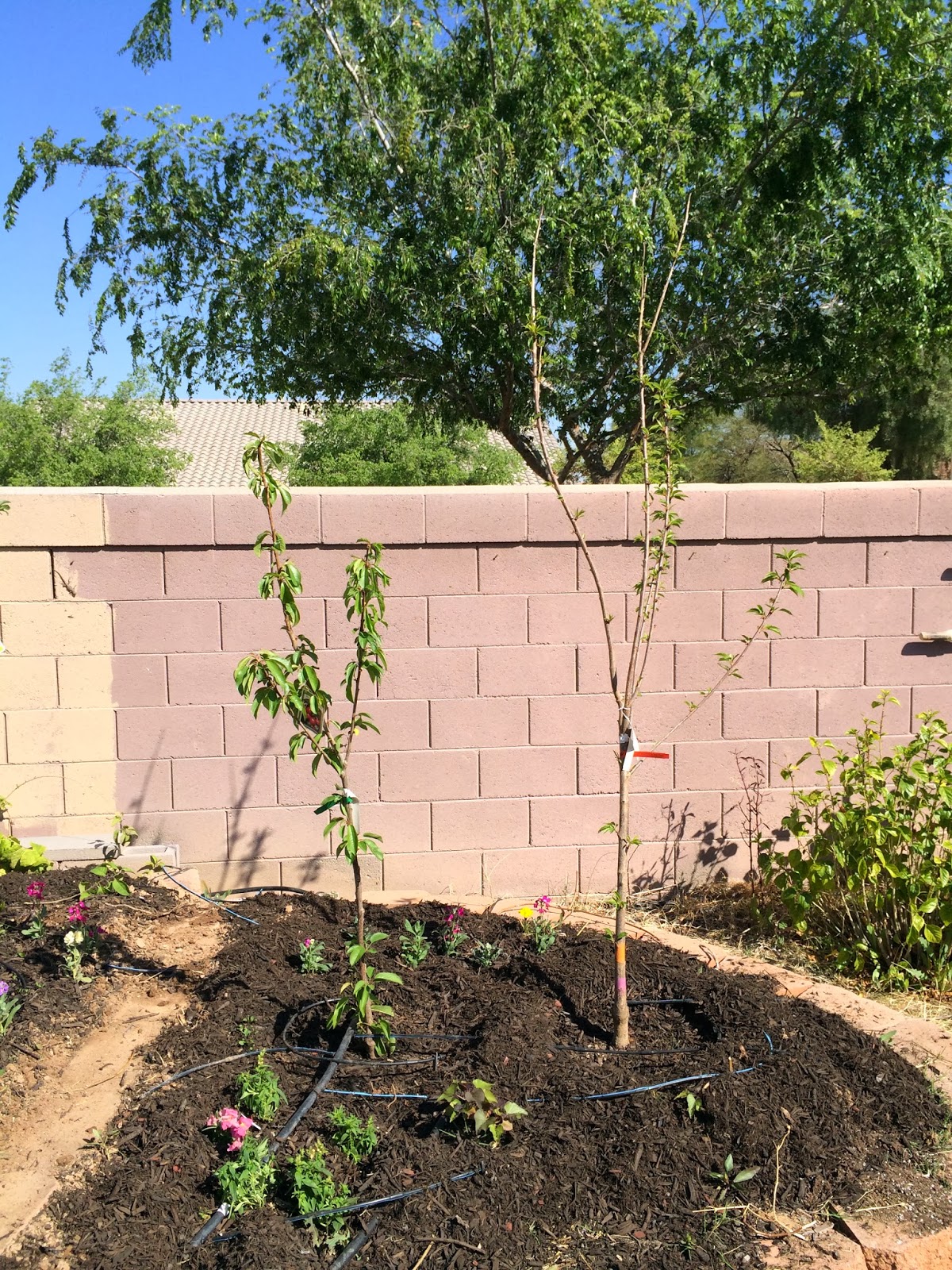 Fruit Trees - Home Gardening Apple, Cherry, Pear, Plum: High Density ...