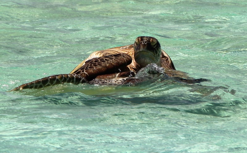 Maunie of Ardwall: Chesterfield Reef Photos Part 4: Turtles, Sharks and ...