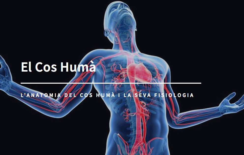 UN MODEL GUANYADOR - EL COS HUMÀ